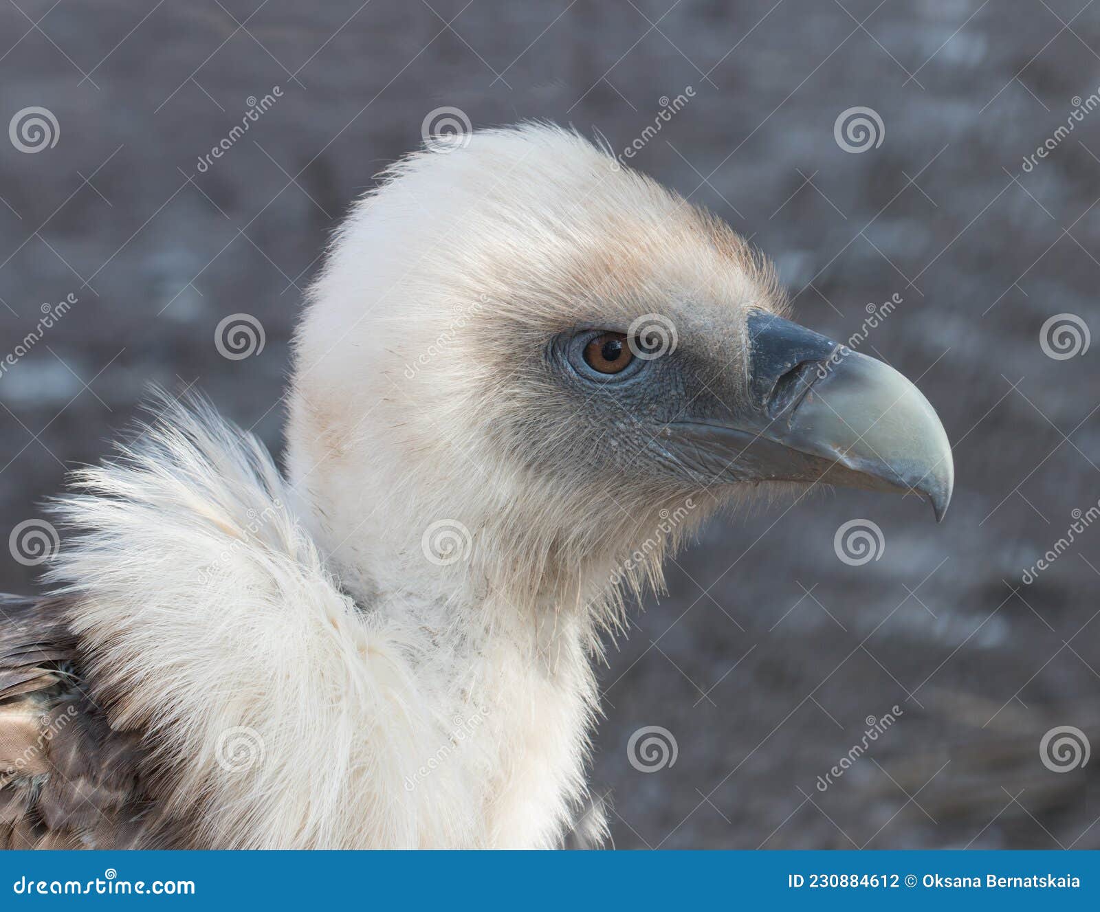 Predatory Bird Head Looking into the Distance Stock Photo - Image of ...