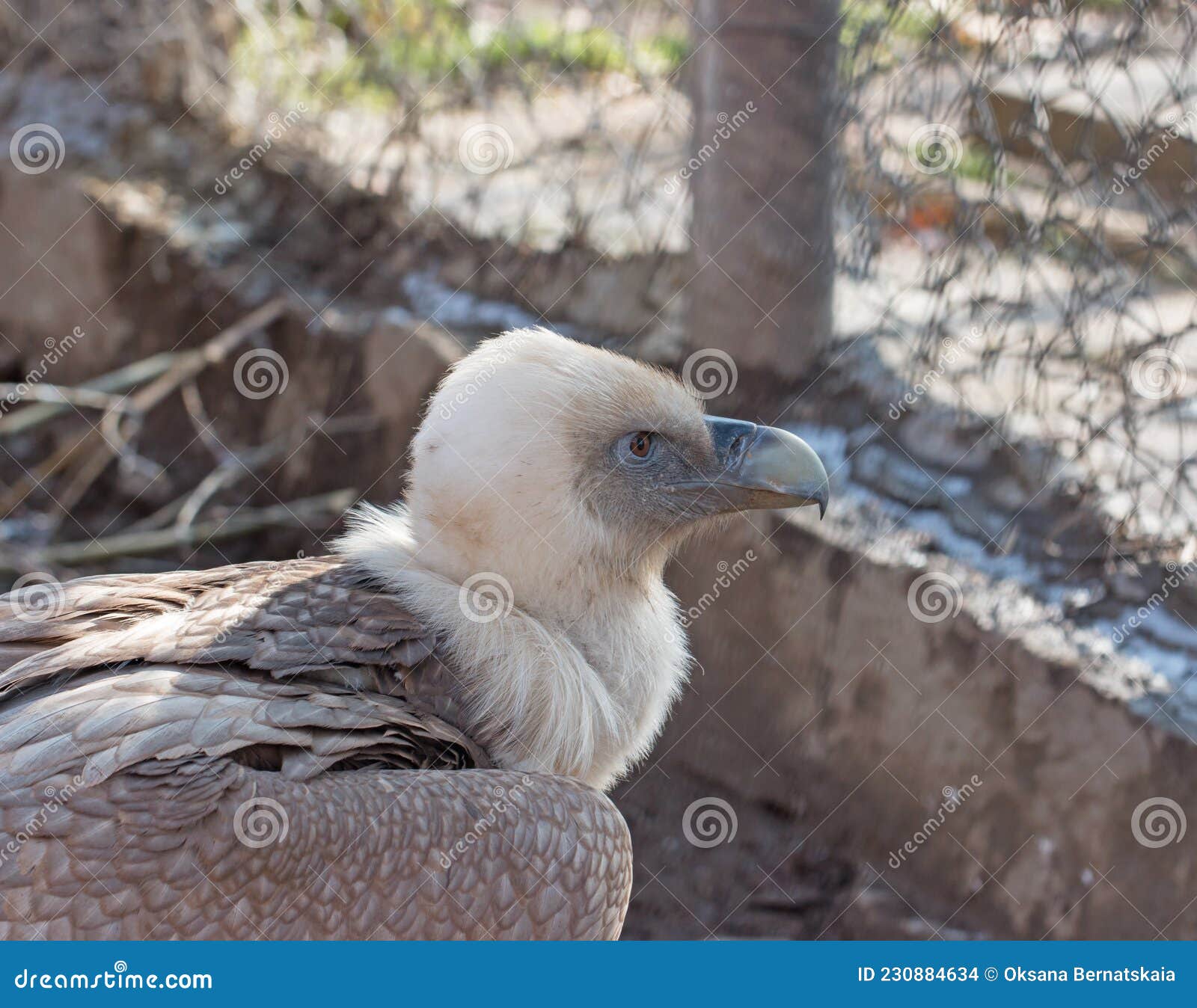 Predatory bird head in zoo stock photo. Image of vulture - 230884634