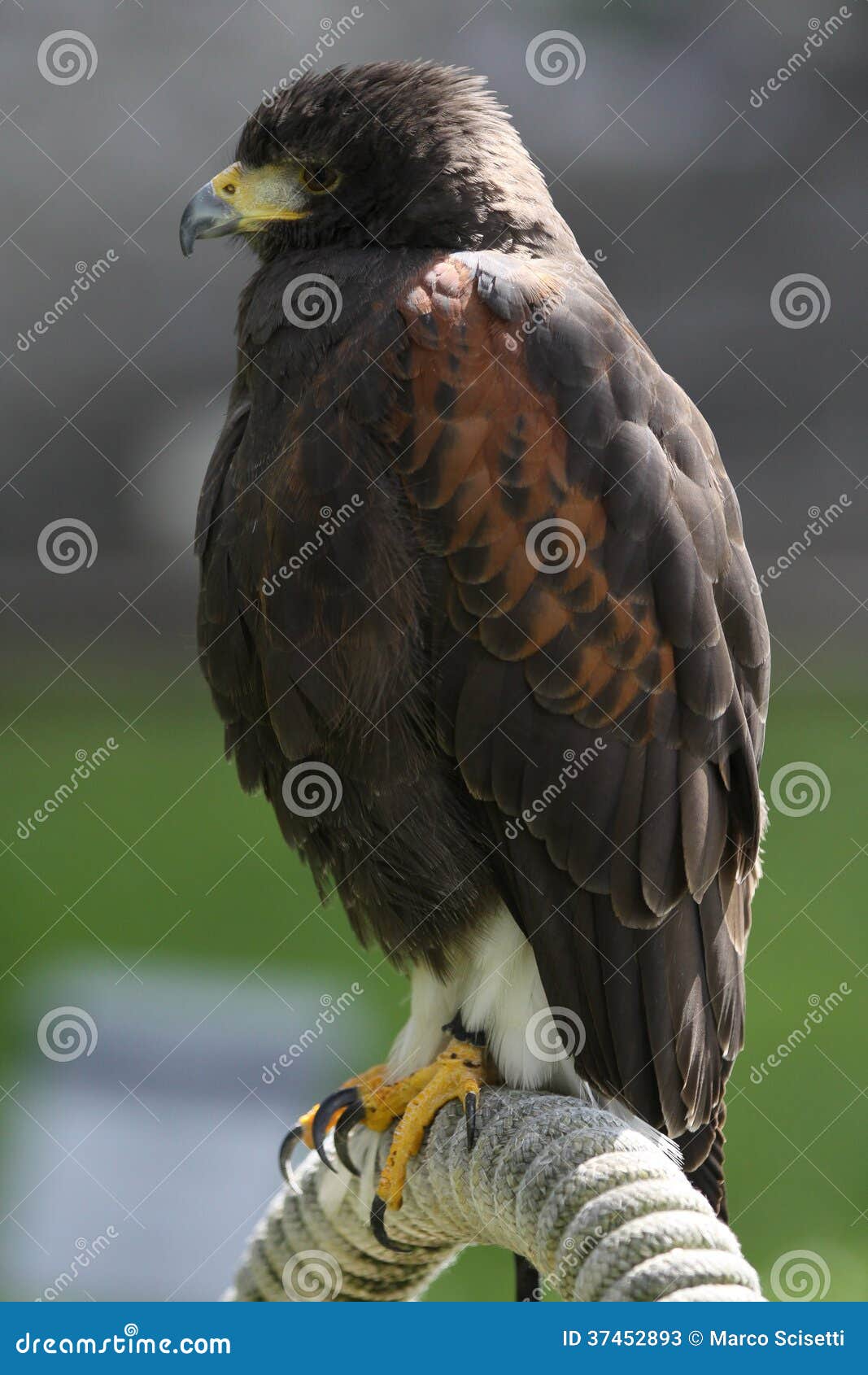 Predatory Bird Royalty-Free Stock Photography | CartoonDealer.com #15916223