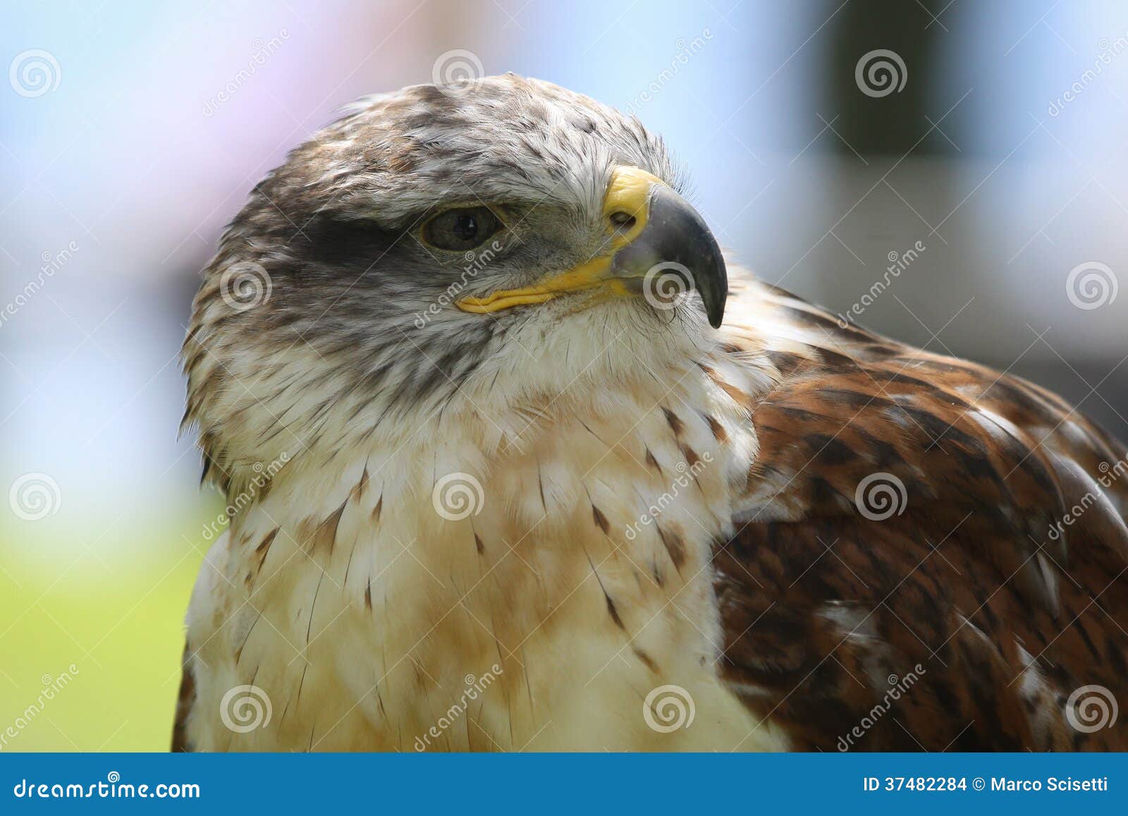 Predatory Bird stock photo. Image of falconer, wildlife - 37482284