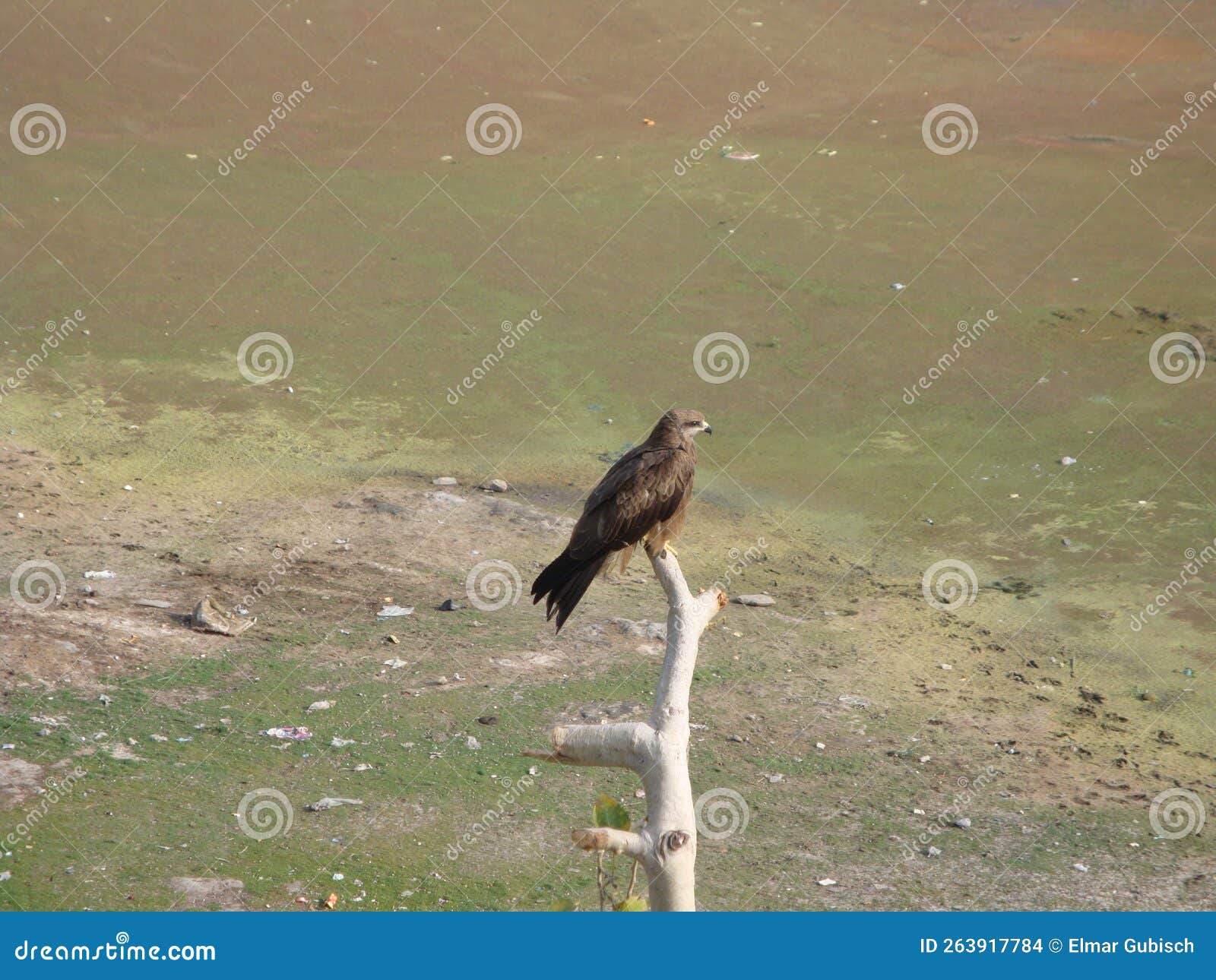 A Predatory Bird or Bird of Prey Stock Photo - Image of flight, raptor ...