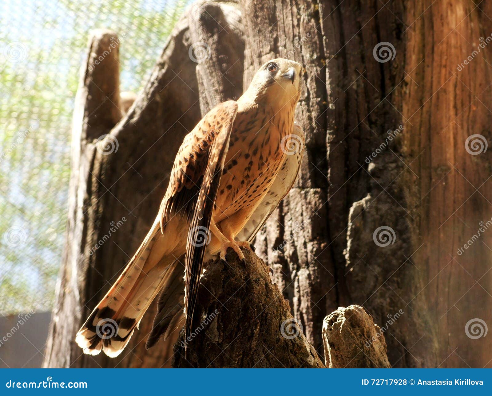 Predatory bird stock photo. Image of bird, keen, scope - 72717928