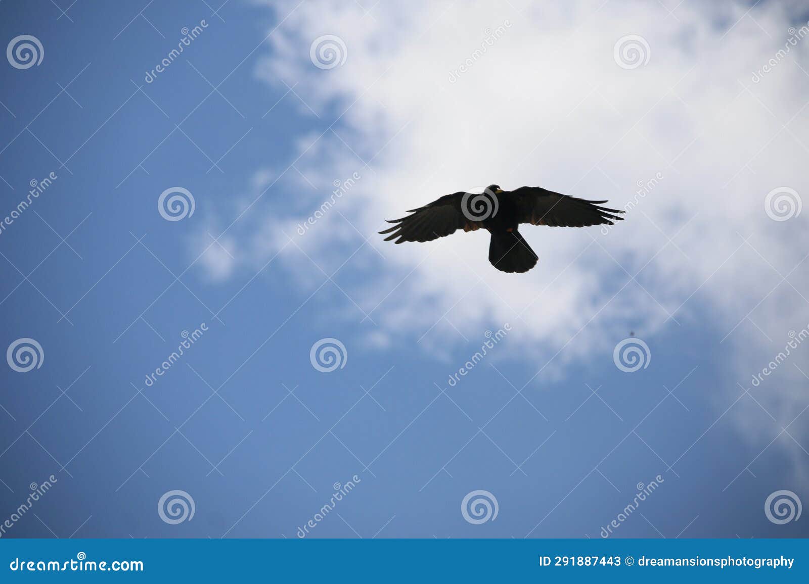 Predatory Bird Up in the Blue Sky Looking To Its Left Stock Image ...