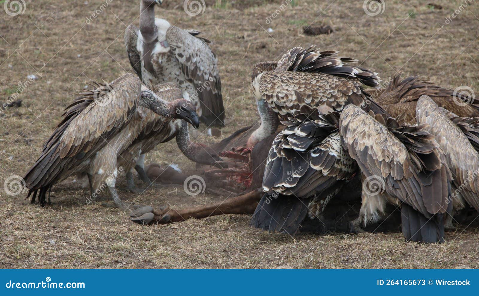 Predatory Birds Eat the Prey in the Savannah ,Africa Stock Image ...