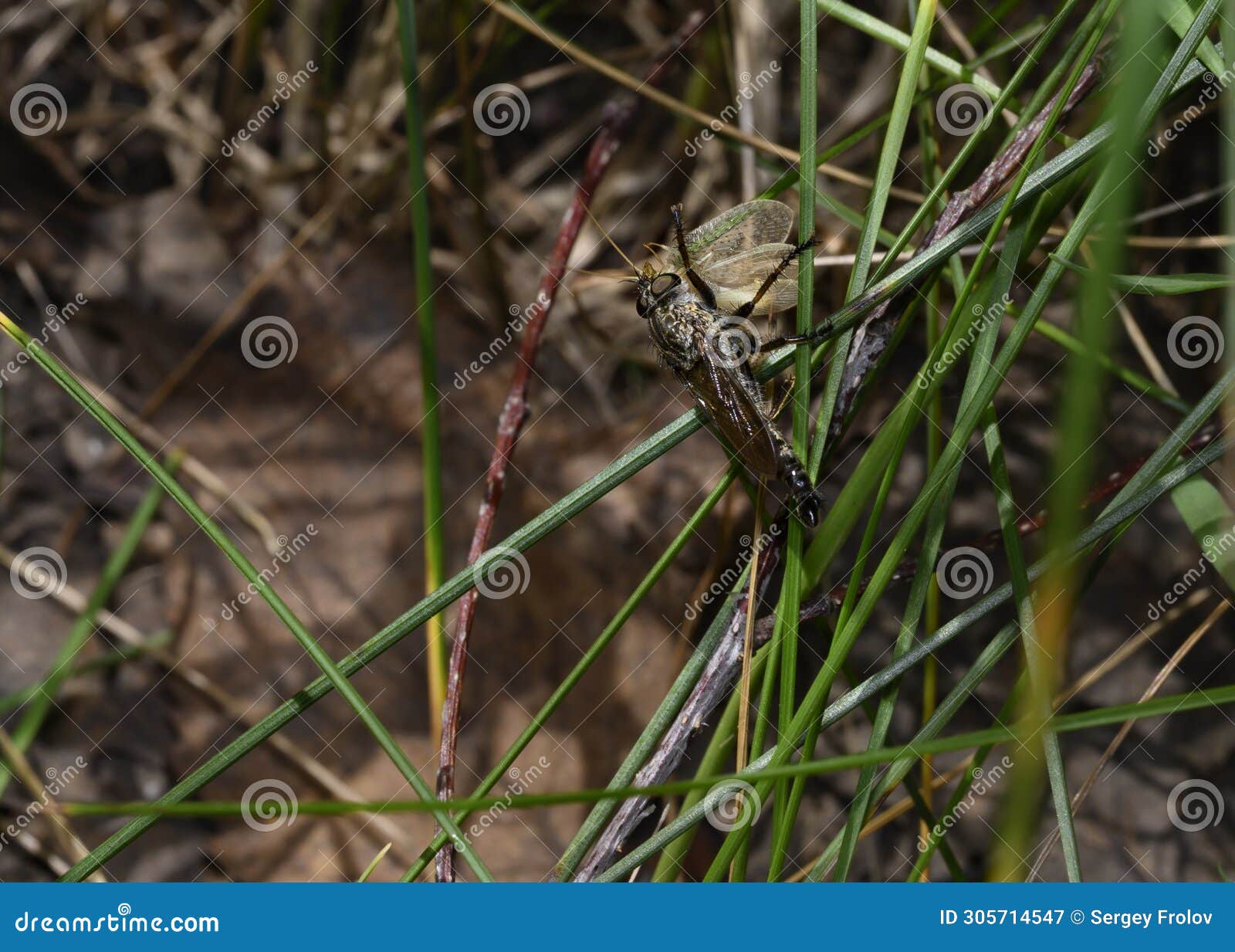 A Predatory Black Fly Caught a Yellow Moth in the Thick Grass Stock ...