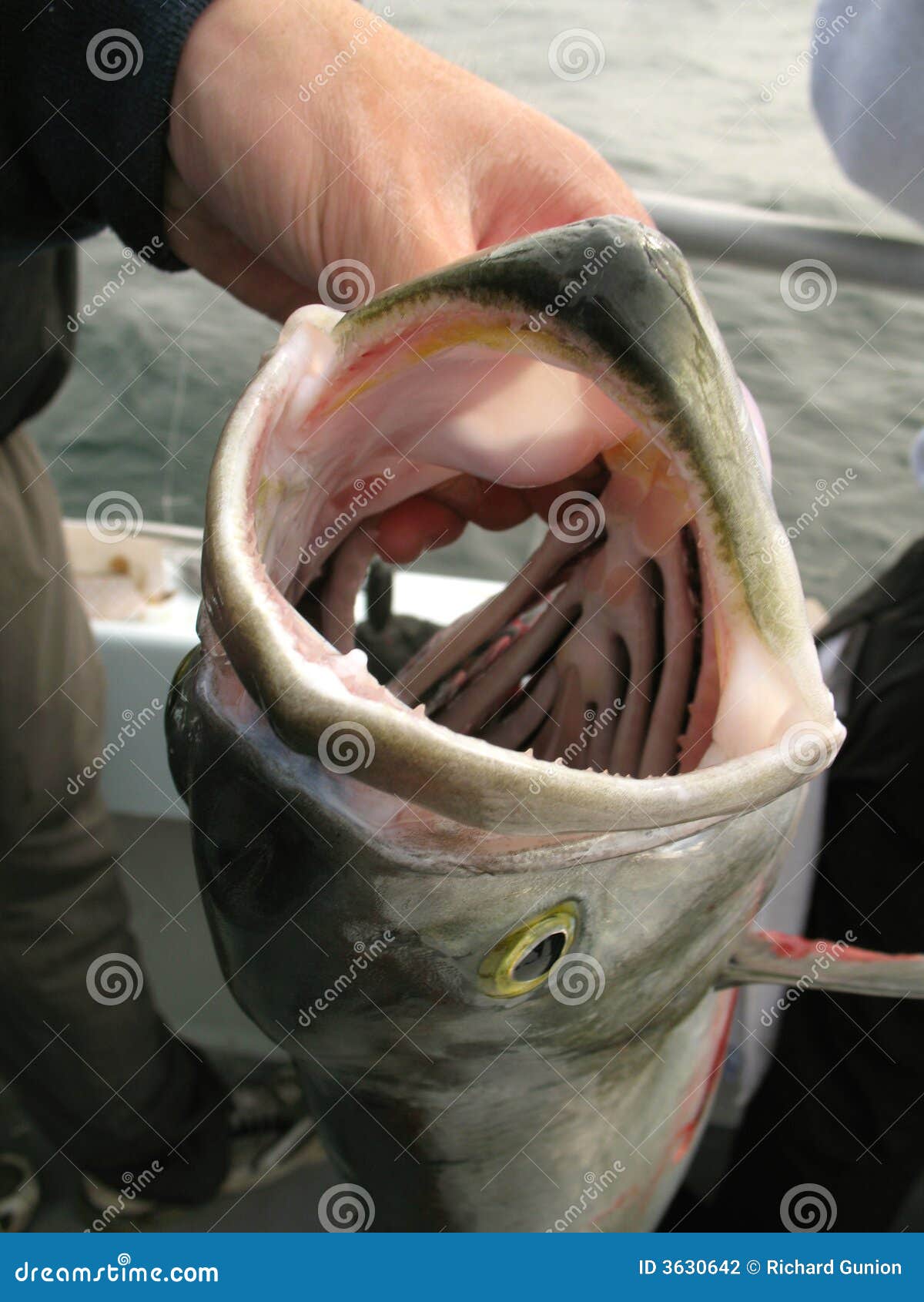 Predatory Bluefish stock photo. Image of jaws, maryland - 3630642