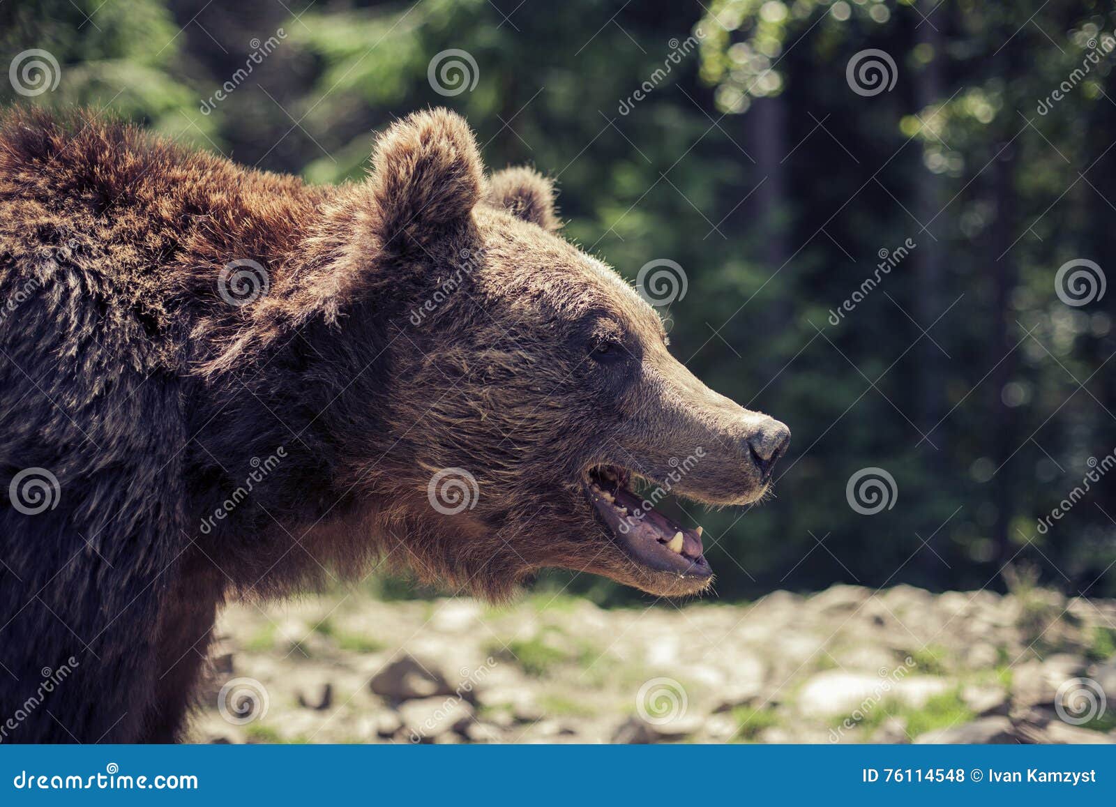 Predatory Brown Grizzly Bear in the Wild World Stock Photo - Image of ...