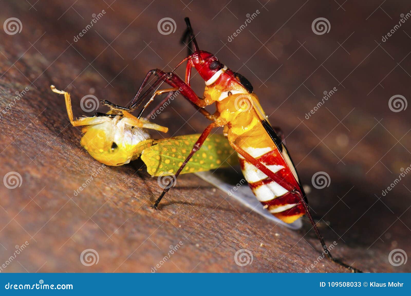 A Predatory Bug on Its Beetle Victim Stock Image - Image of attack ...