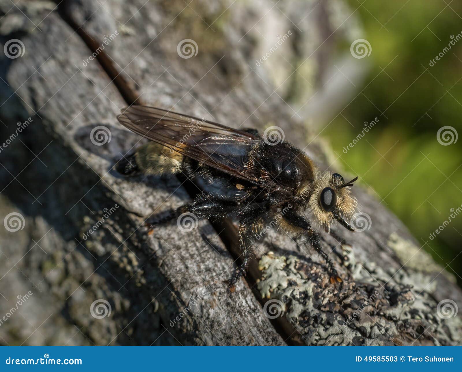 Predatory bug stock image. Image of wild, beauty, predator - 49585503