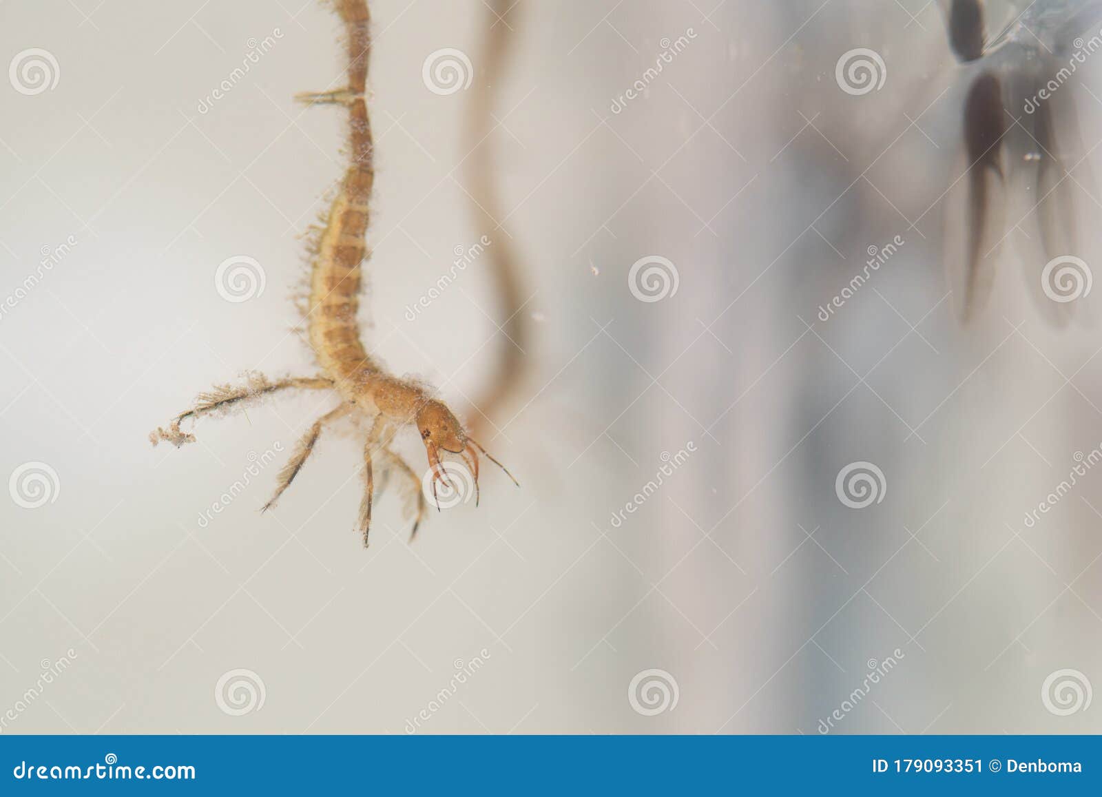 Predatory diving beetles stock image. Image of coleoptera - 179093351