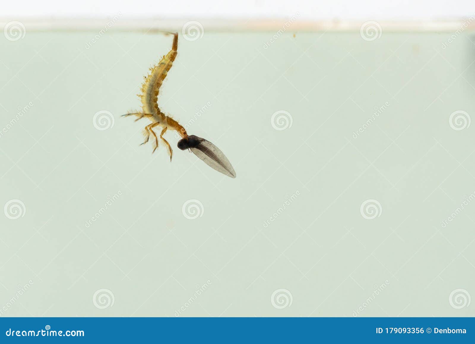 Predatory diving beetles stock photo. Image of dytiscidae - 179093356