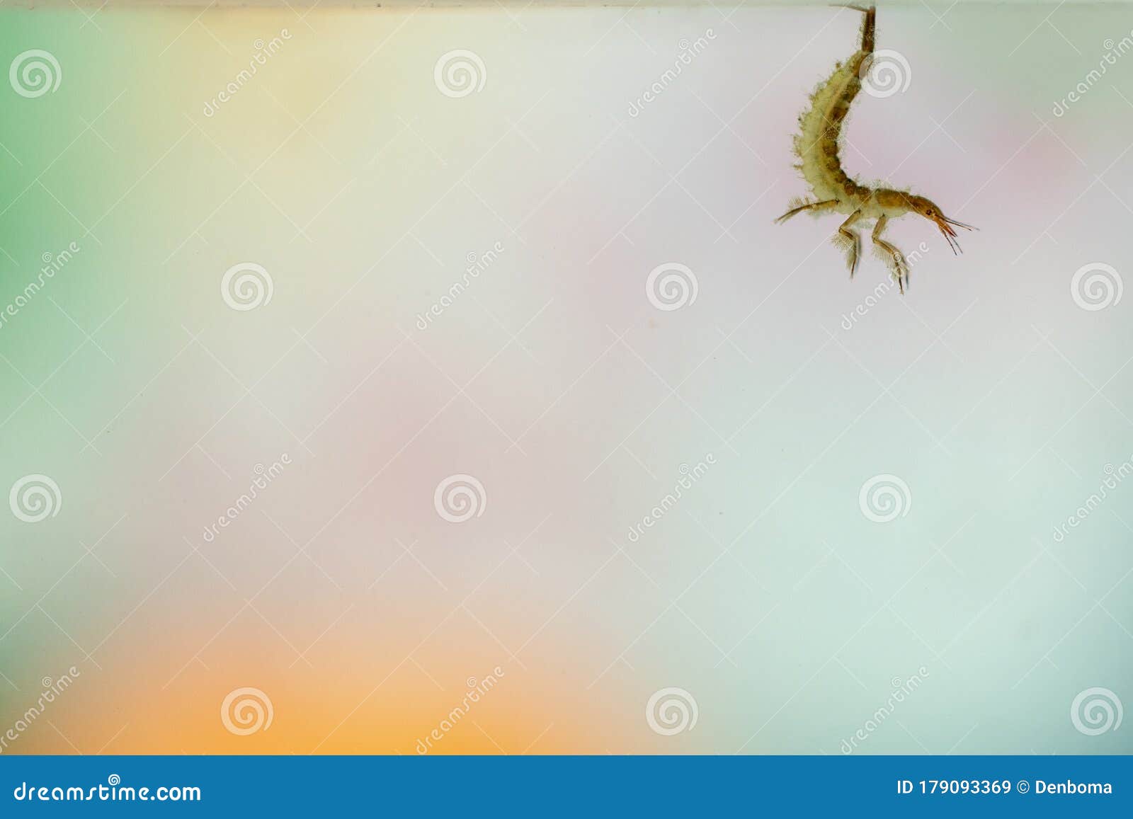 Predatory diving beetles stock image. Image of beetles - 179093369