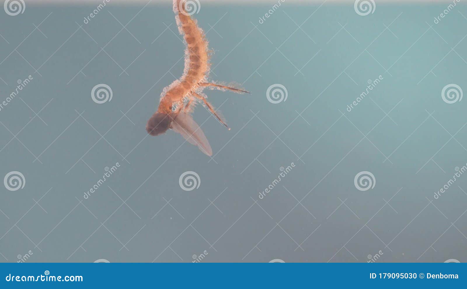 Predatory diving beetles stock footage. Video of coleoptera - 179095030