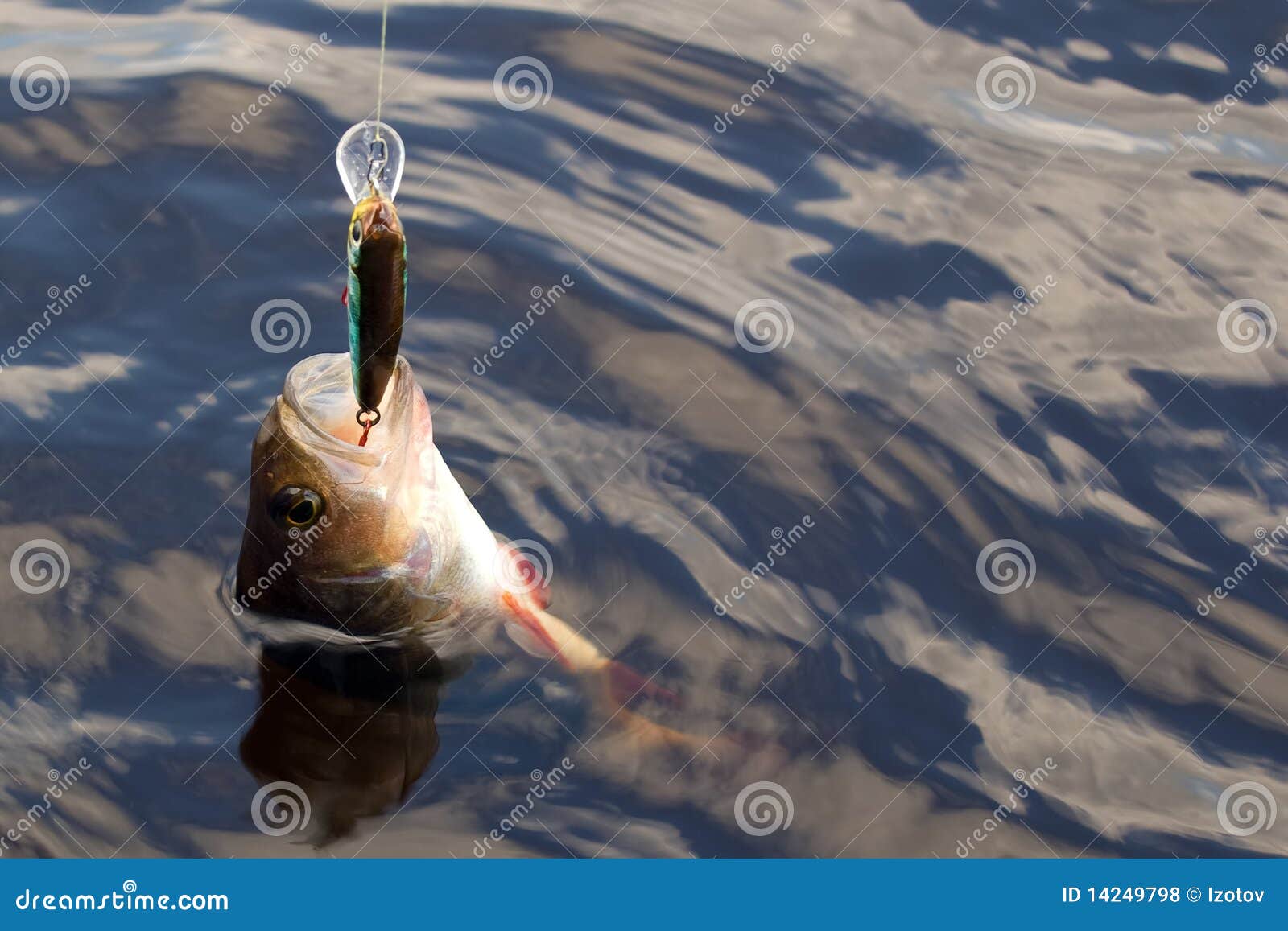Predatory fish stock photo. Image of predatory, bass - 14249798