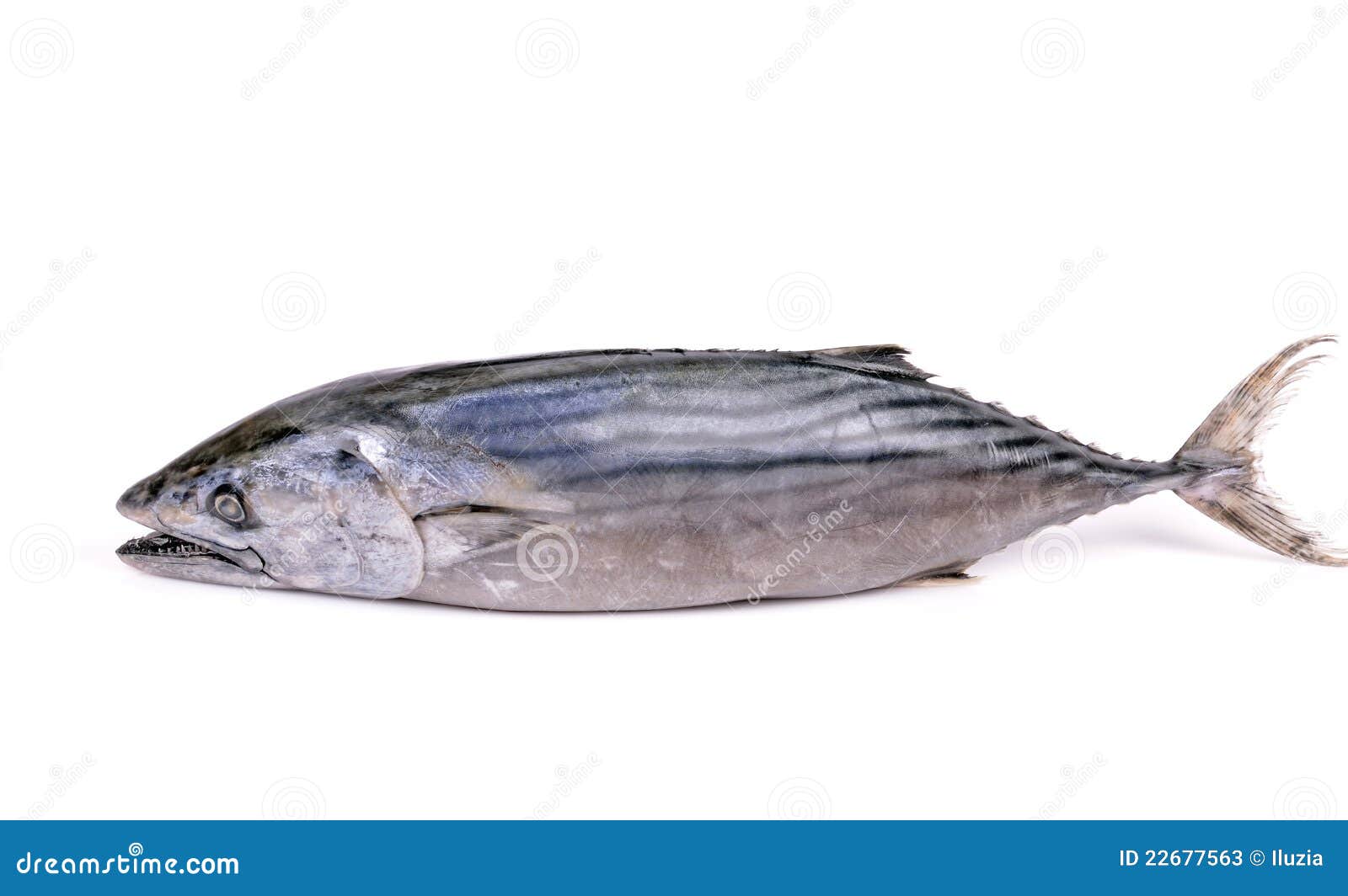 Predatory fish stock image. Image of river, aqua, fishing - 22677563