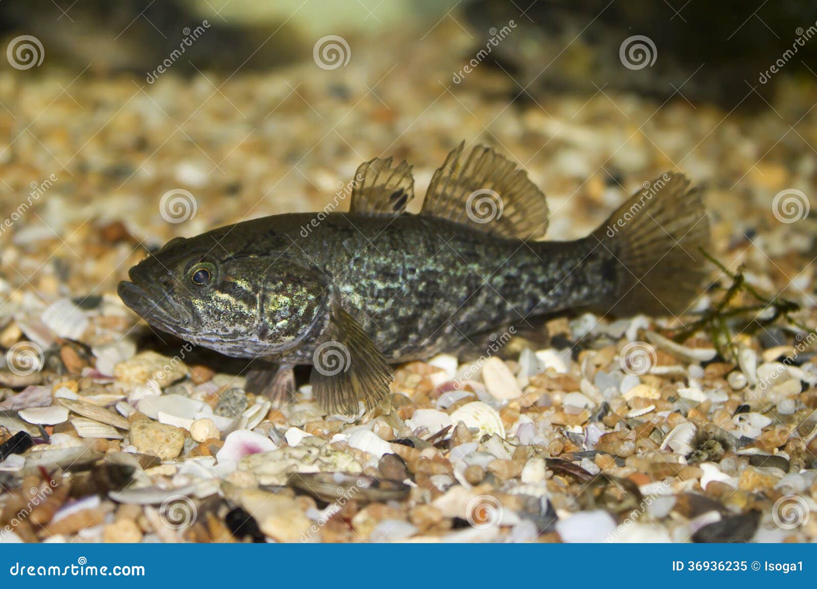 Predatory fish stock image. Image of ocean, fauna, nature - 36936235