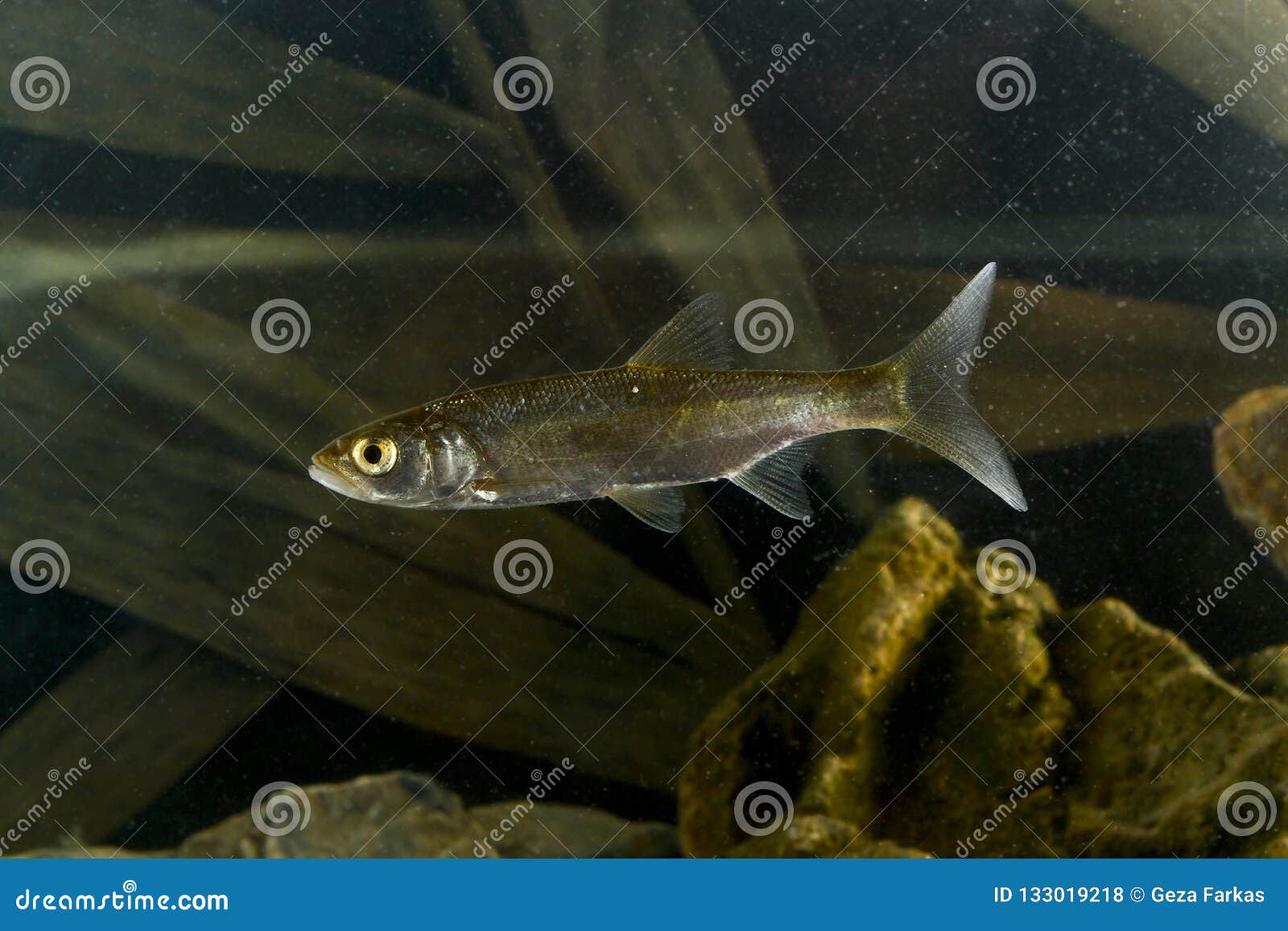 Predatory Fish Asp, Aspius Aspius Stock Photo - Image of silver ...