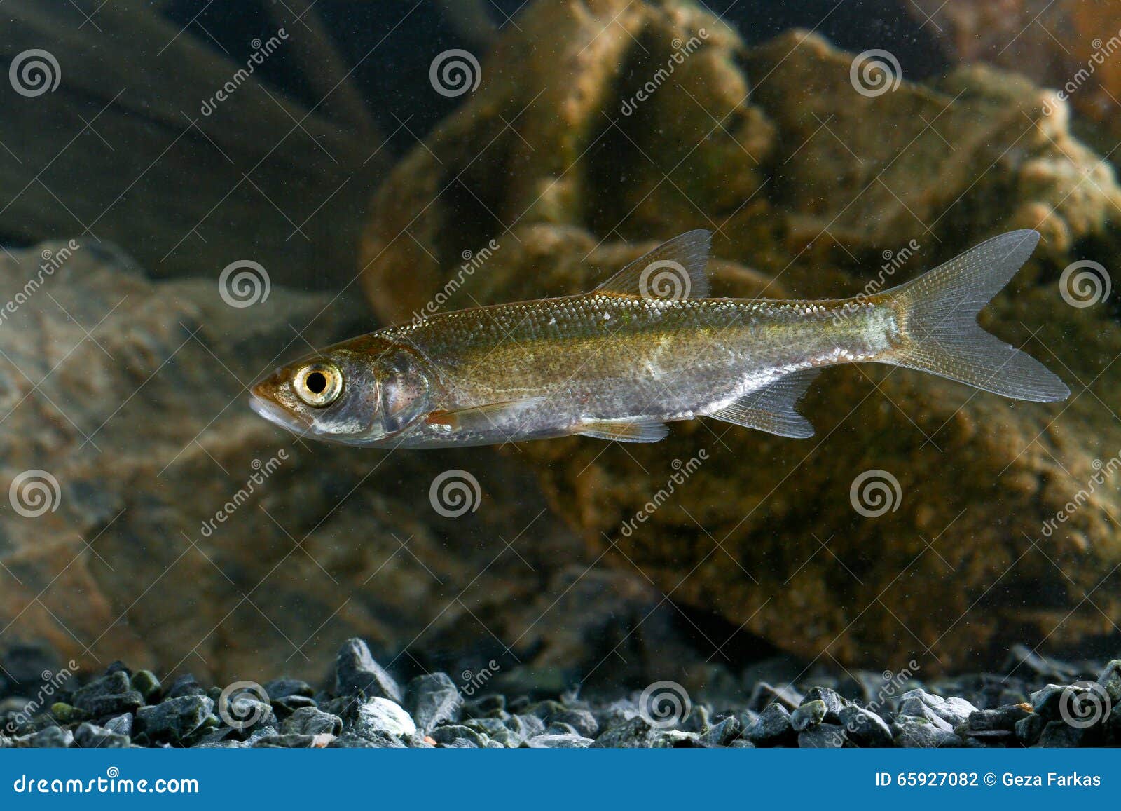 Predatory fish asp stock photo. Image of fish, european - 65927082