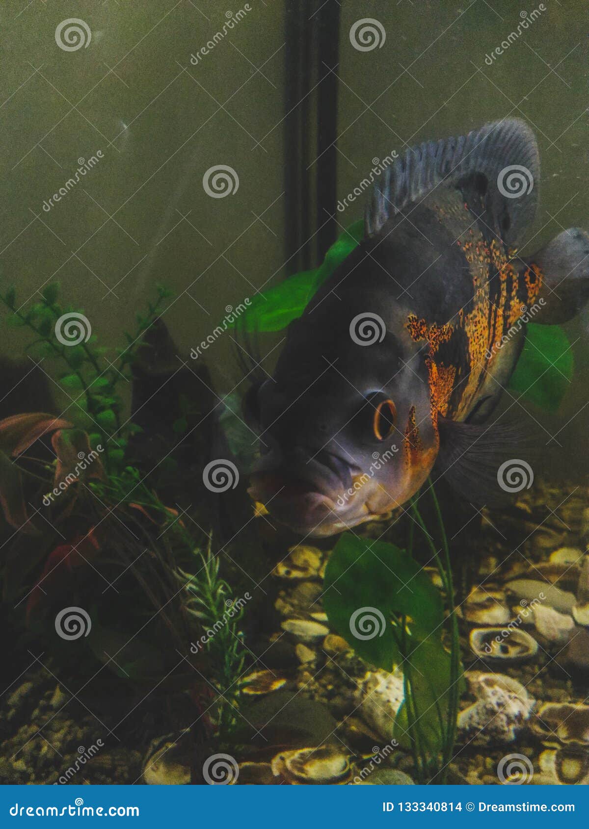 Predatory fish editorial stock image. Image of fish - 133340814