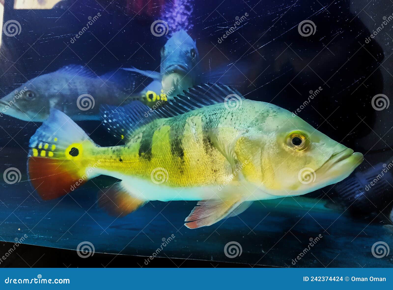 Predatory Fish, Mono Type Pbass Stock Photo - Image of predatory, pbass ...