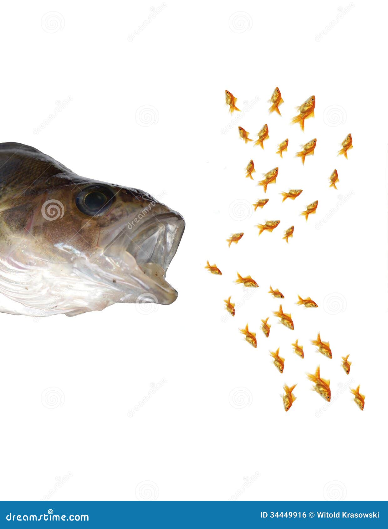 Predatory Fish Piranha Pygocentrus Nattereri Royalty-Free Stock ...