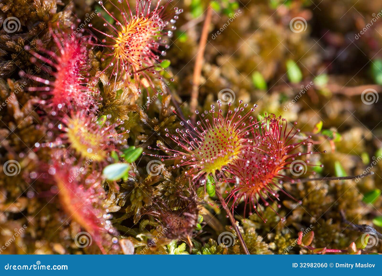 Predatory flower stock photo. Image of swamp, petal, closeup - 32982060
