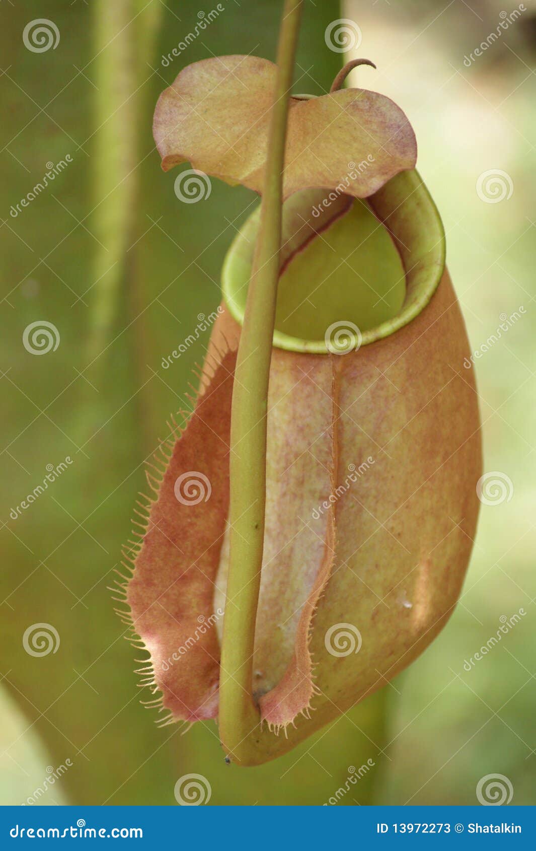 Predatory flowers. stock image. Image of carnivorous - 13972273
