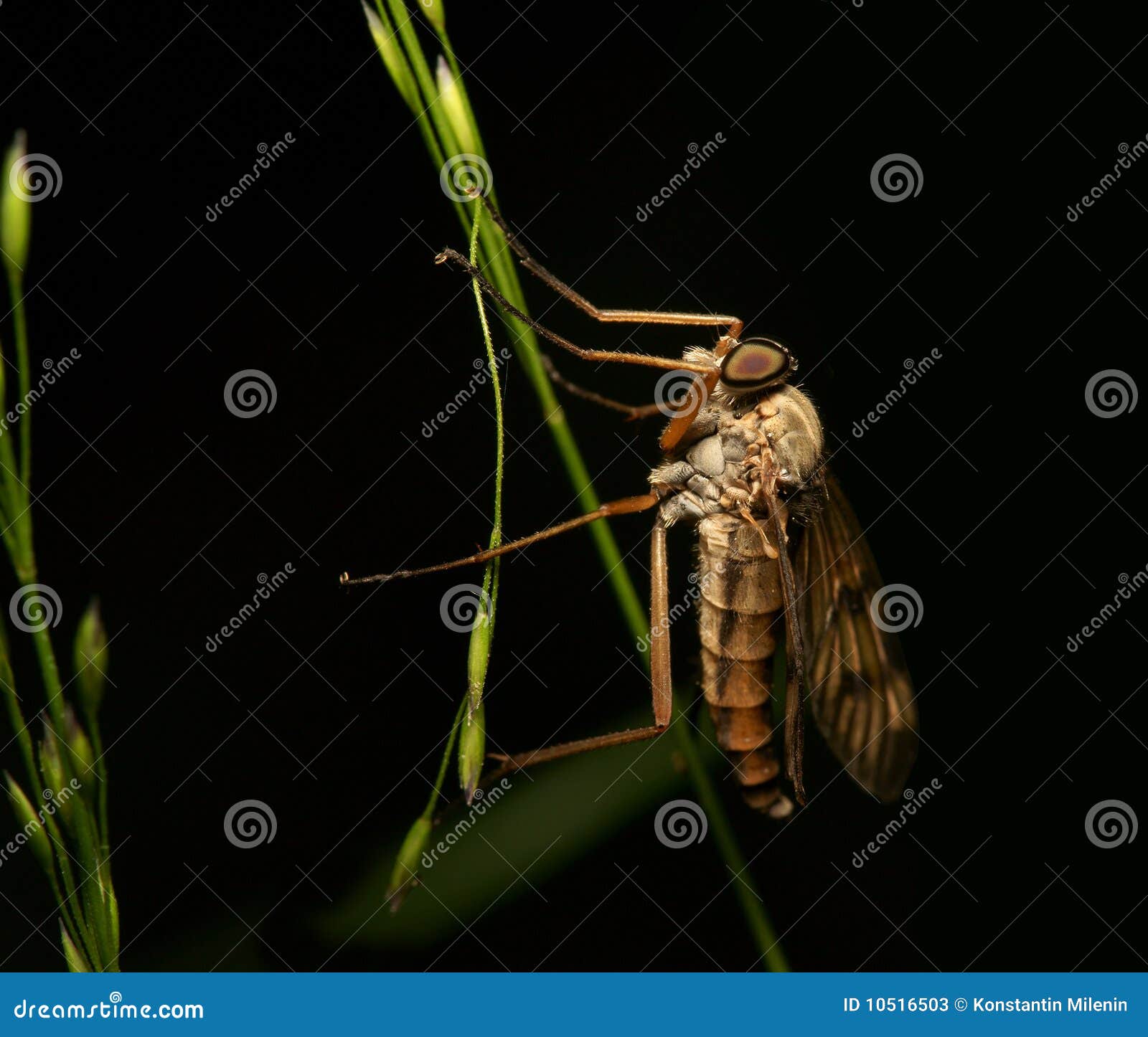 Predatory fly stock image. Image of hunter, insect, macro - 10516503