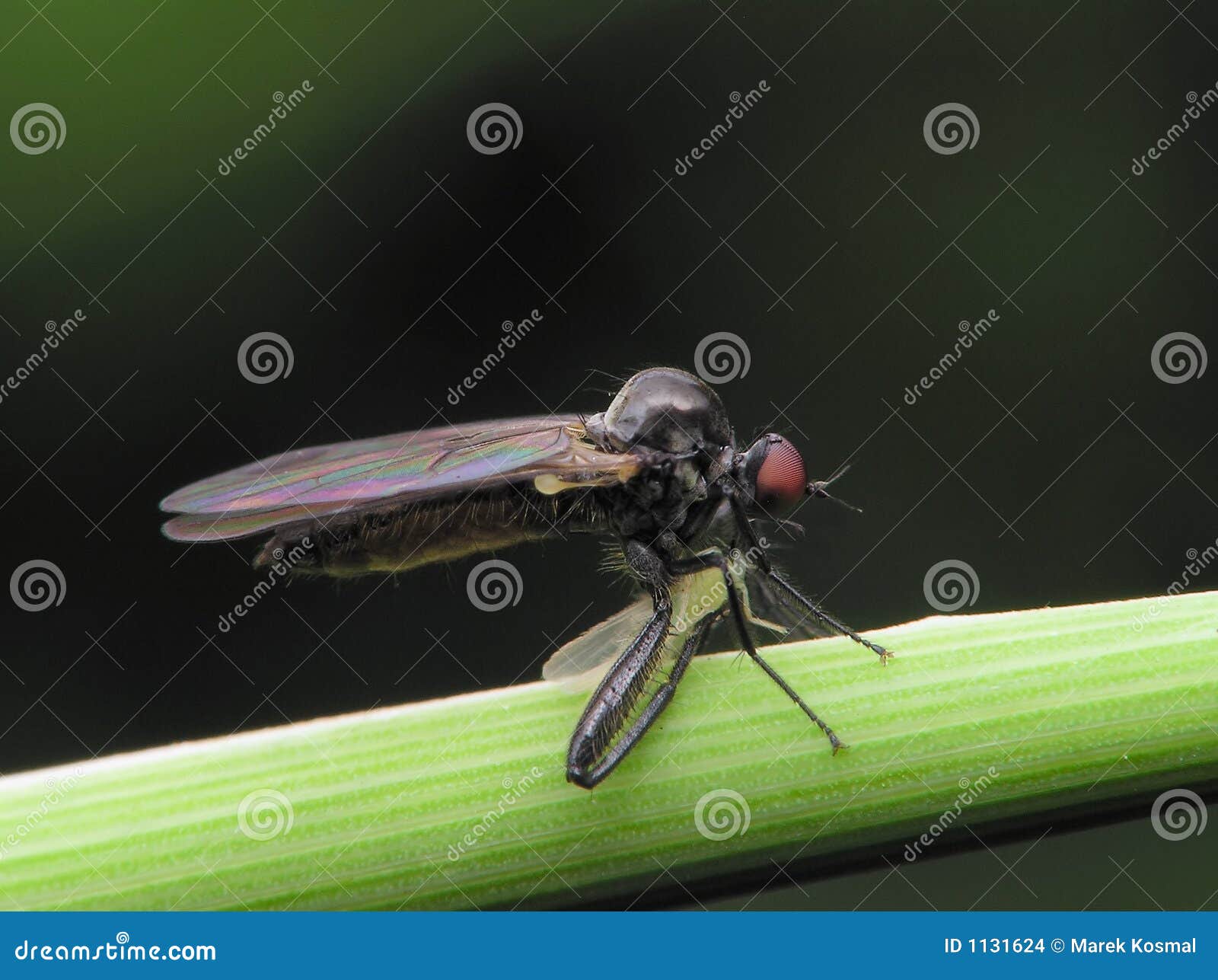 Predatory fly stock photo. Image of closeup, detail, victim - 1131624