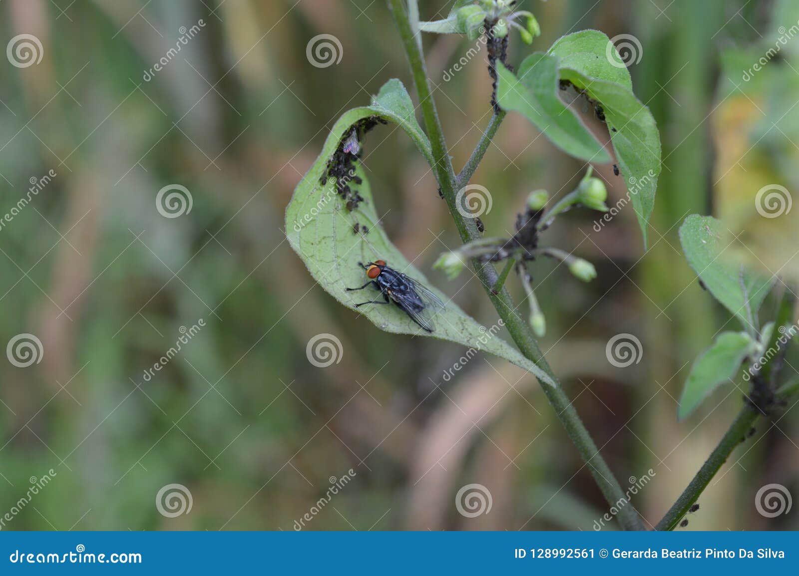 Predatory Fly Eating Aphids Stock Image - Image of farm, south: 128992561