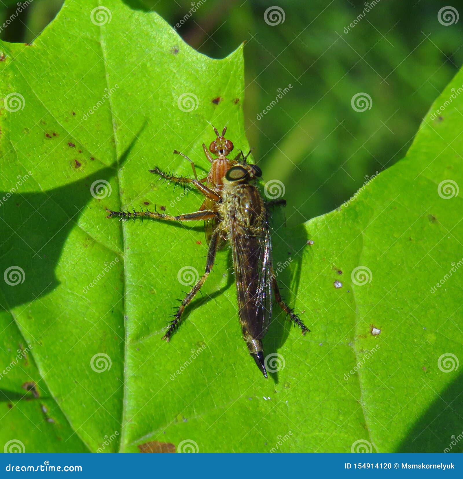 Predatory fly eats stock photo. Image of midge, green - 154914120