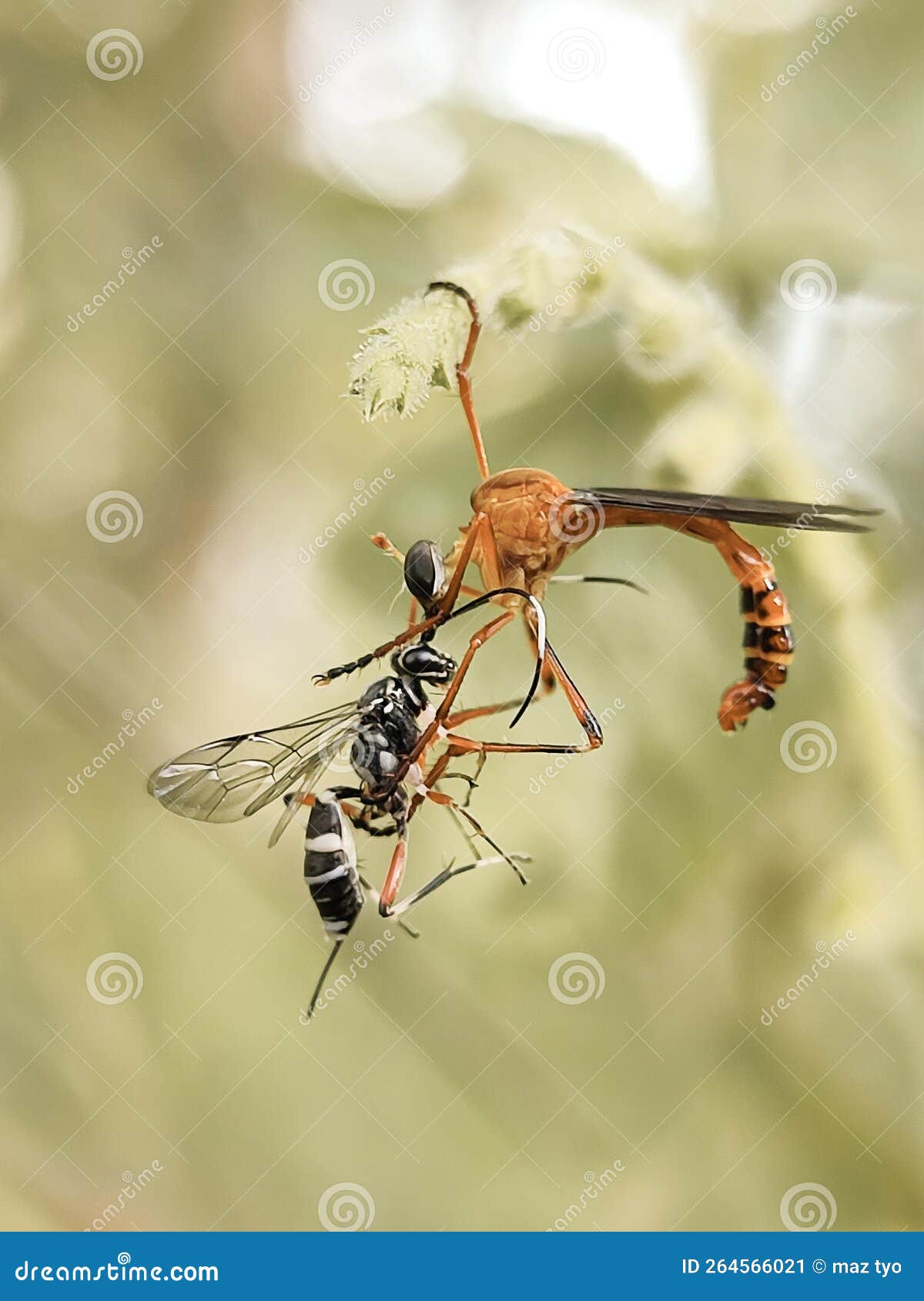 A Predatory Fly Eats a Wasp Stock Image - Image of pest, hanging: 264566021