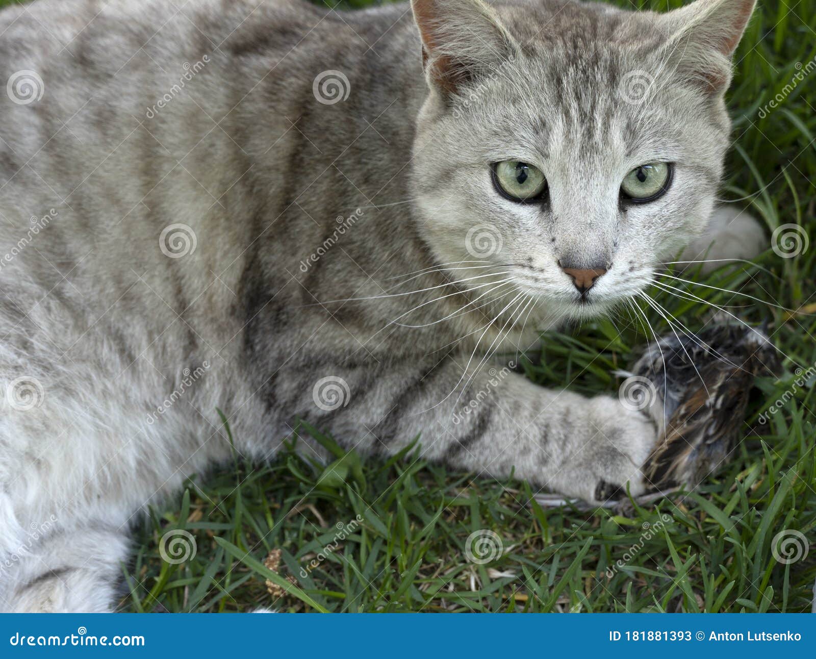 Predatory Gaze of Young Cat Stock Image - Image of selective, predatory ...