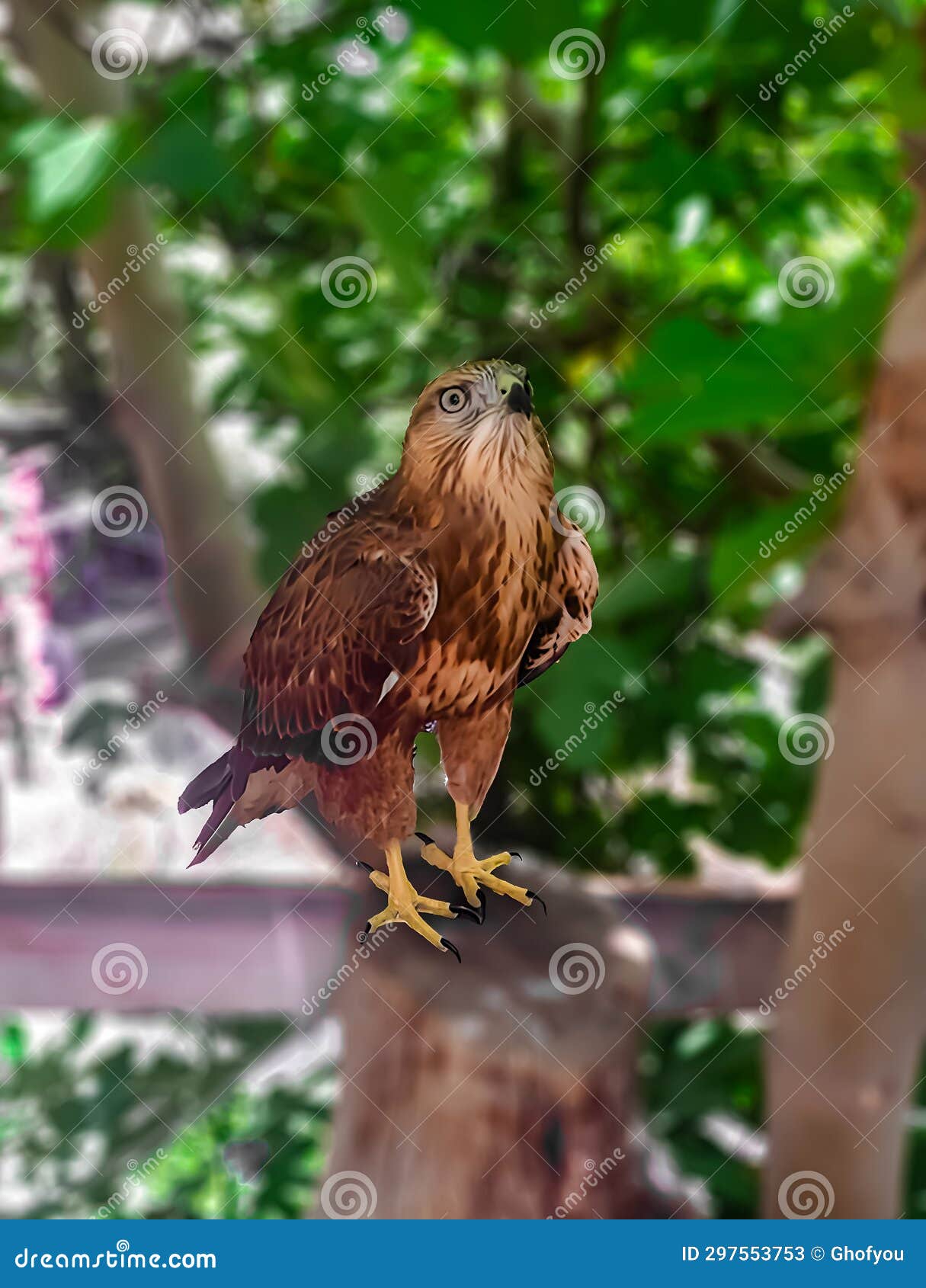 The Predatory Hawk and Its Sharp Eye Stock Image - Image of nature ...