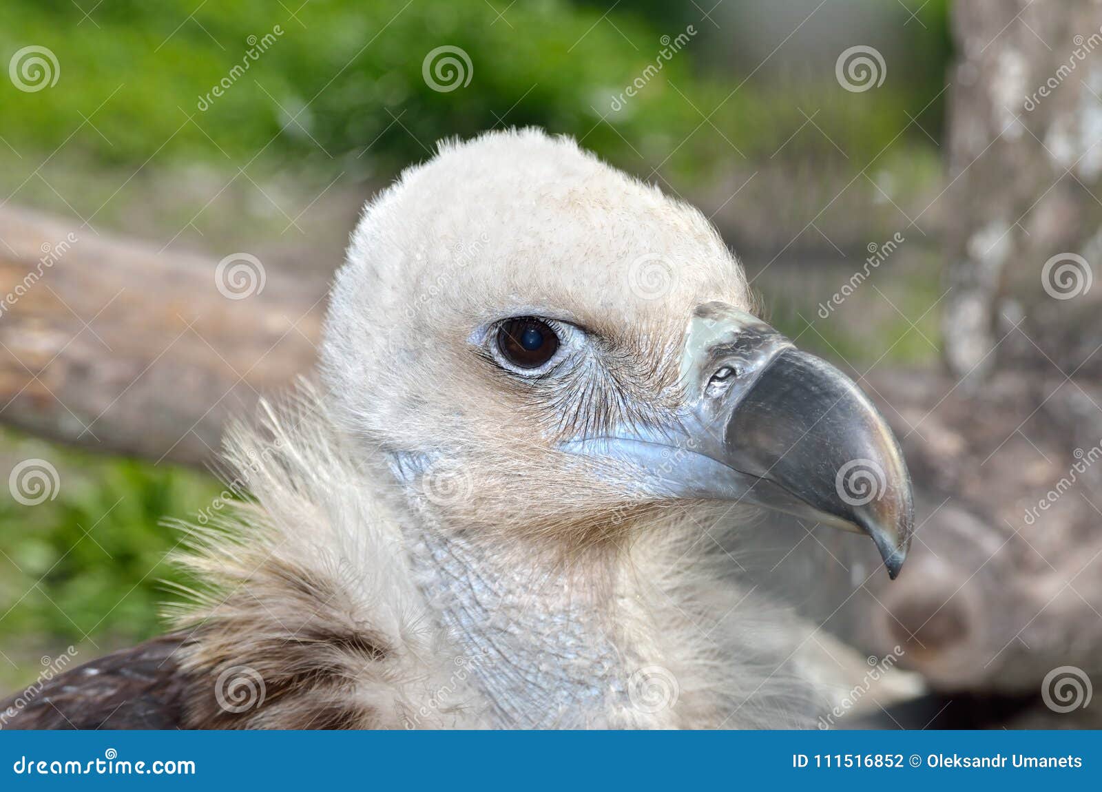 Predatory Head of a Black Vulture Close-up Stock Photo - Image of bird ...