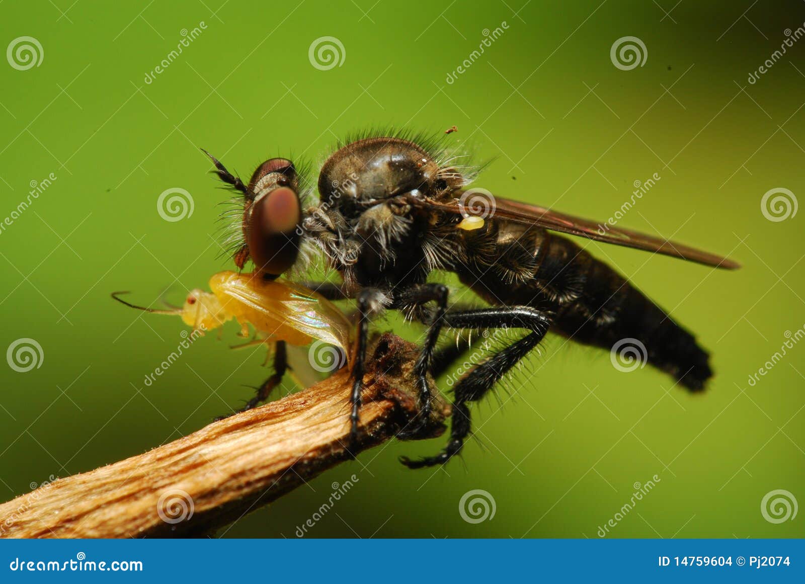 Predatory Insect stock photo. Image of green, eating - 14759604
