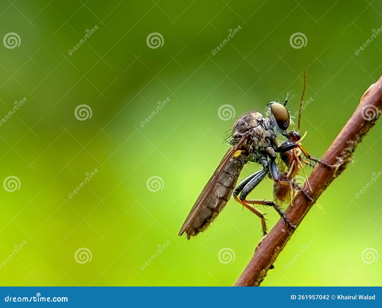 A Predatory Insect is Enjoying Its Catch Stock Photo - Image of ...