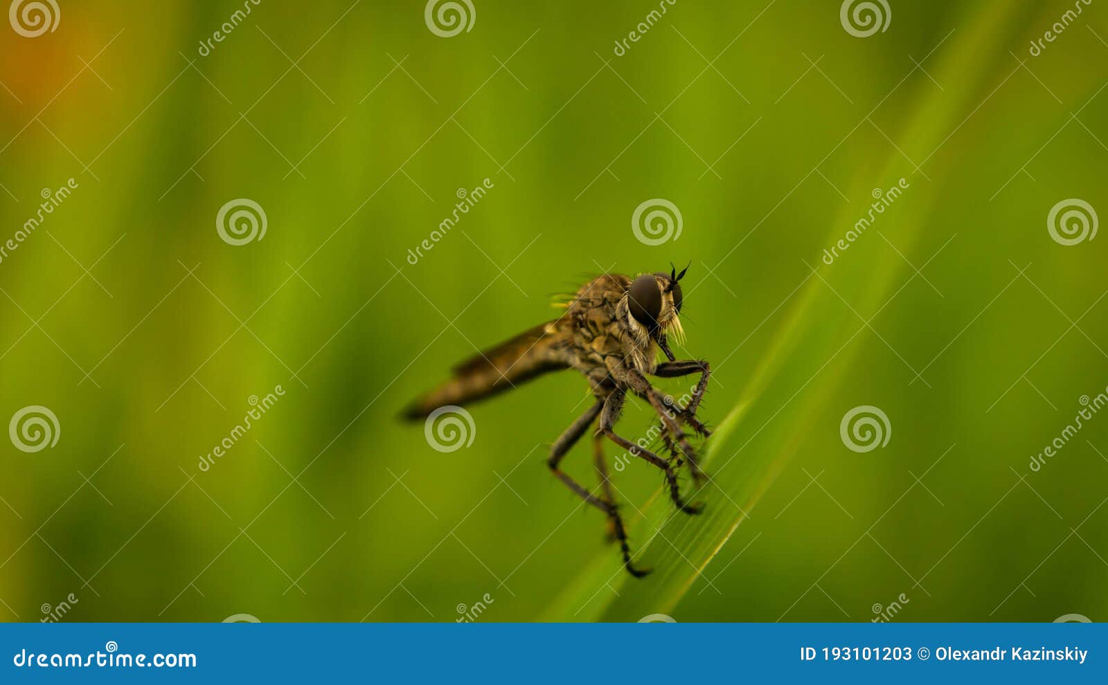 Predatory Insect Sitting on the Grass, Summer Stock Image - Image of ...
