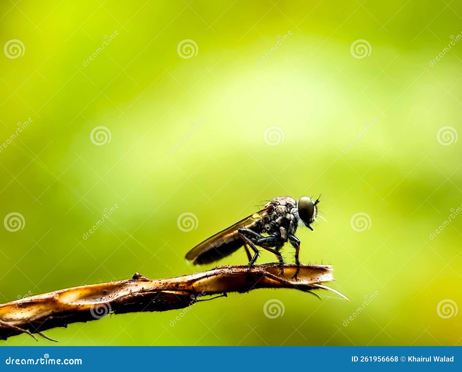 Predatory Stalking Alligator In Dark Swamp Water Royalty-Free Stock ...