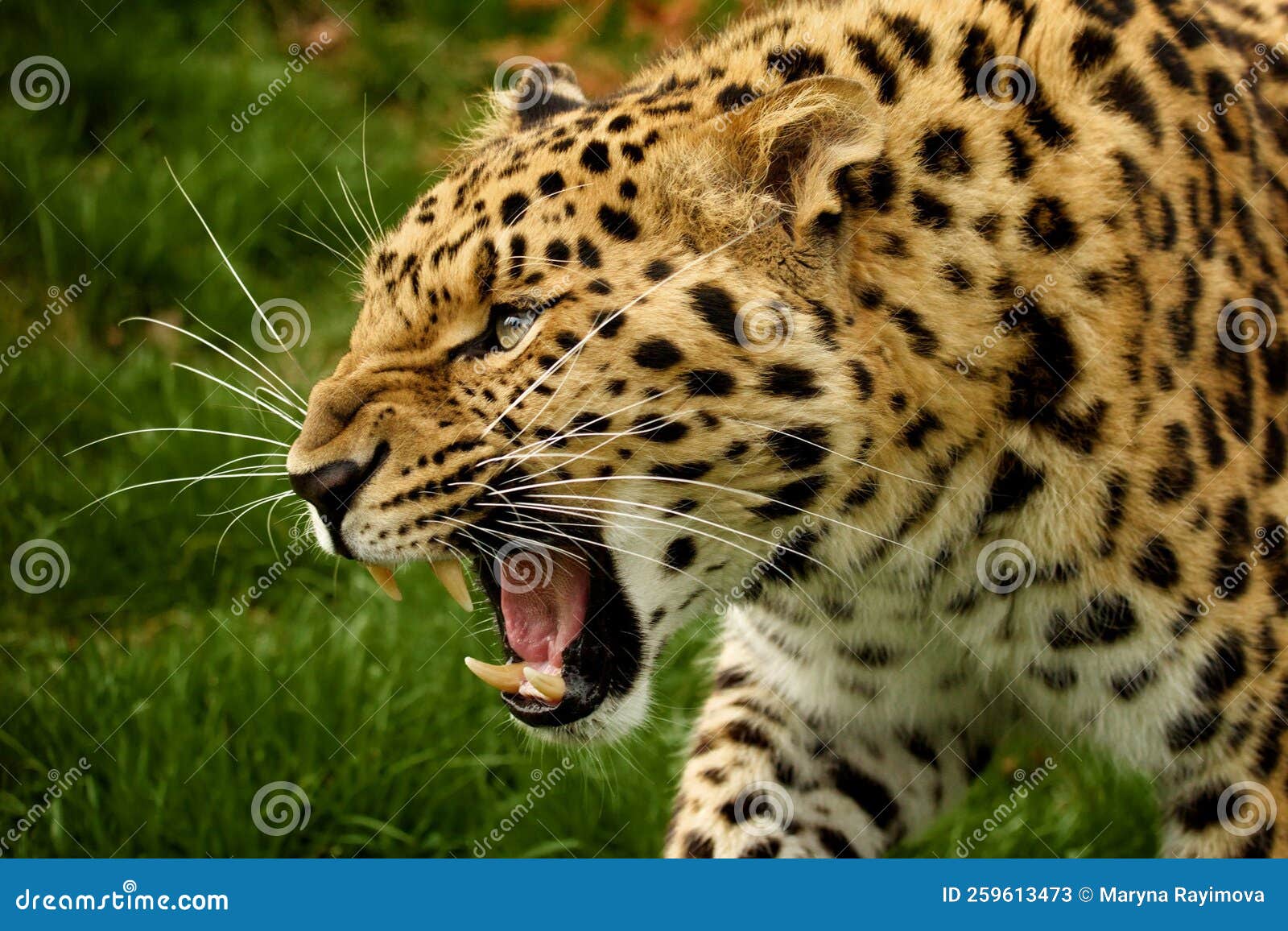 Angry Leopard Muzzle Black White Stock Photos - Free & Royalty-Free ...
