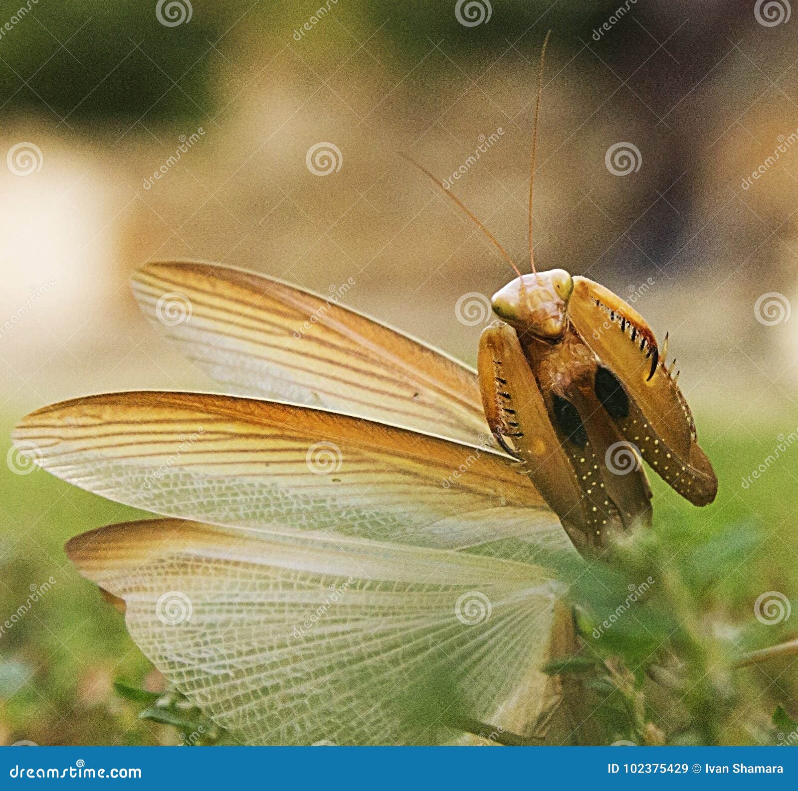 Mantis stock image. Image of grass, brown, male, spurs - 102375429