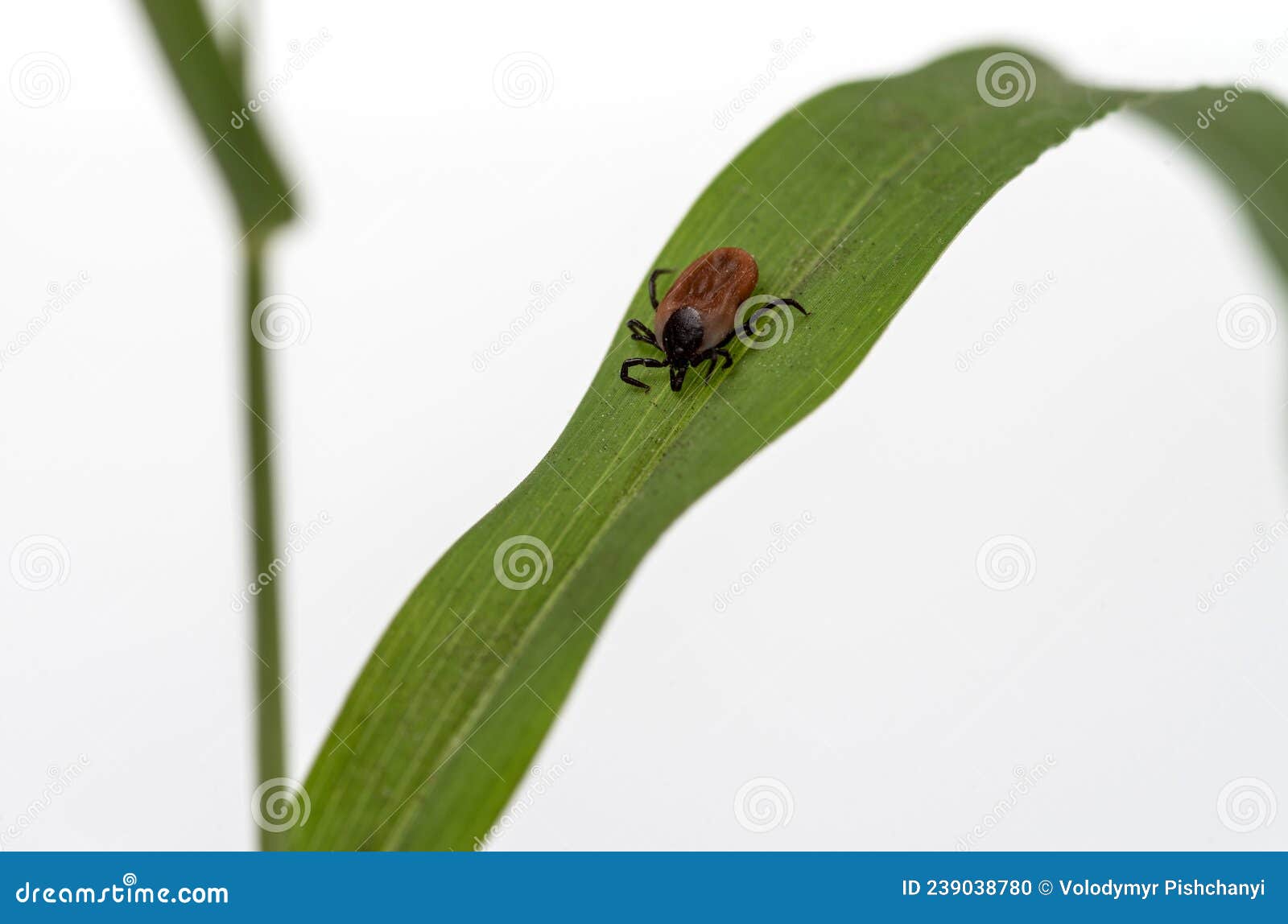 A Predatory Parasitic Tick Creeps on a Blade of Grass. Stock Photo ...