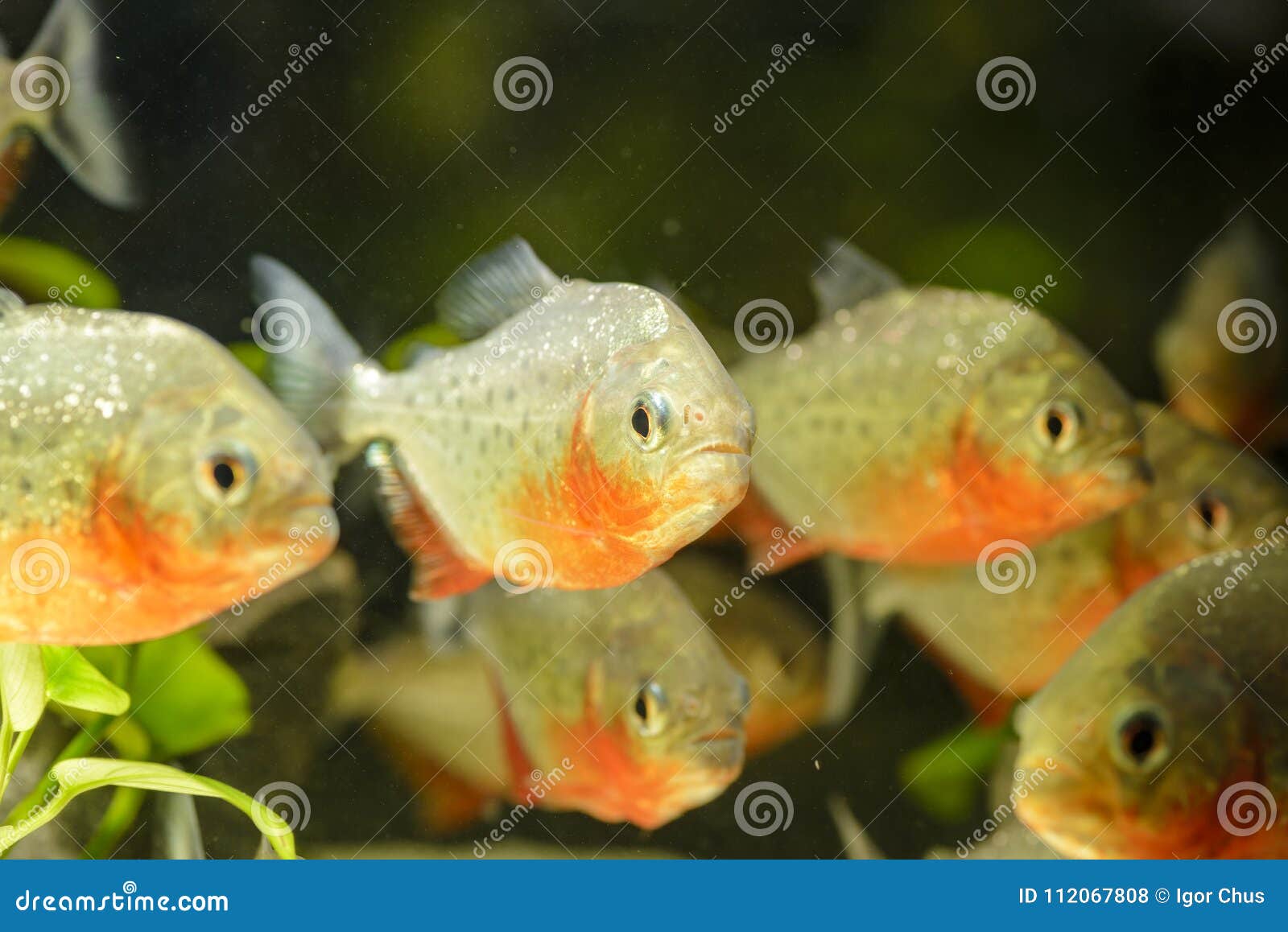 Predatory Pirani Fish In The Aquarium Stock Photo | CartoonDealer.com ...