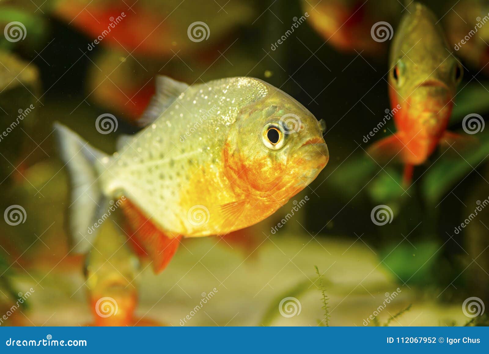Predatory Pirani Fish In The Aquarium Stock Photo | CartoonDealer.com ...
