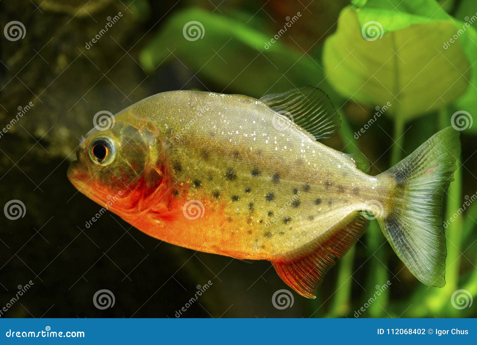 Predatory Pirani Fish In The Aquarium Stock Photo | CartoonDealer.com ...