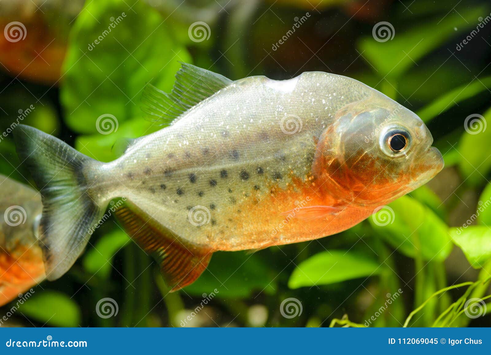 Predatory Pirani Fish in the Aquarium 2018 Stock Image - Image of fish ...