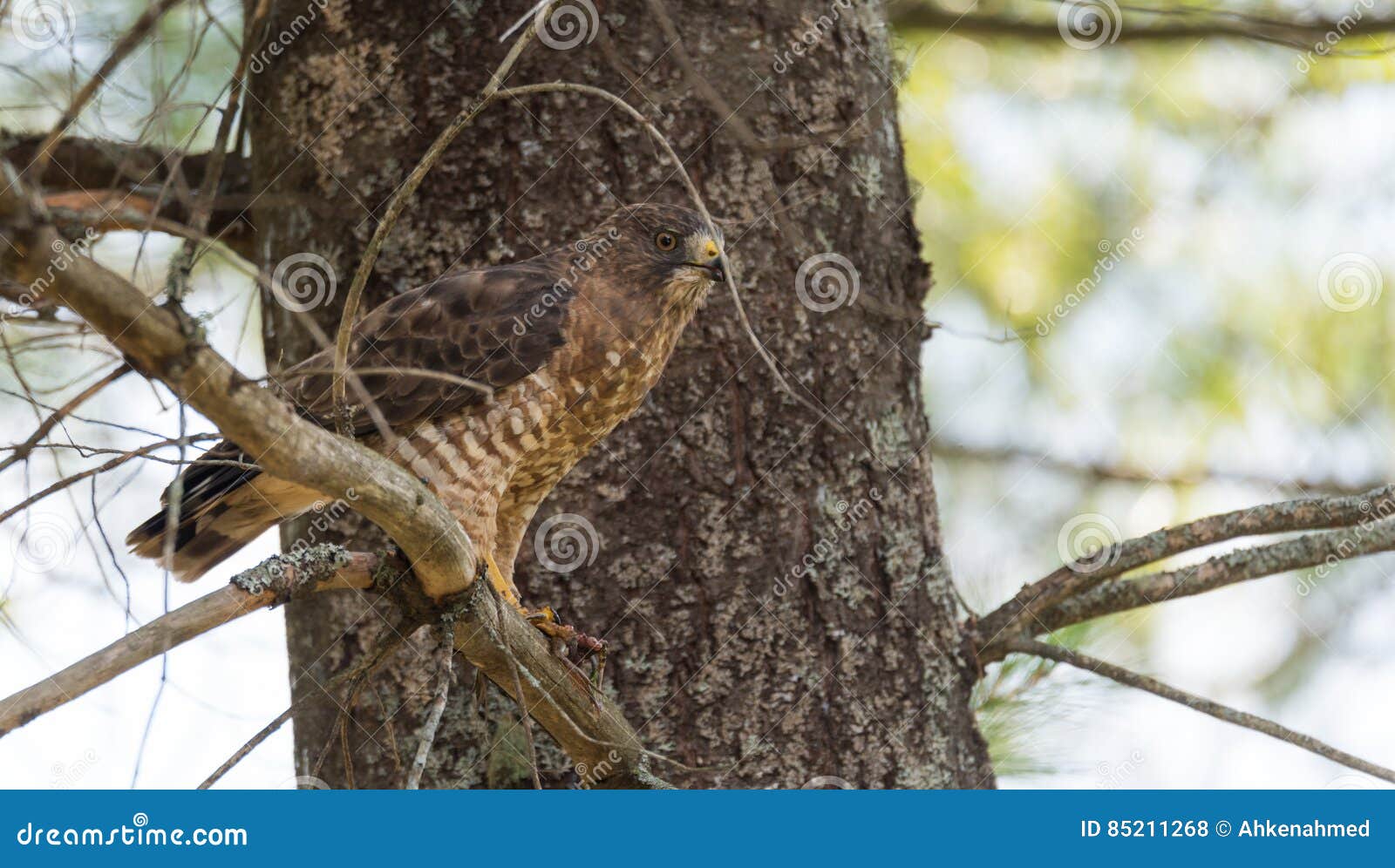 Predatory, Red-Tail Hawk Lands on Branch, Eats a Frog. Stock Photo ...