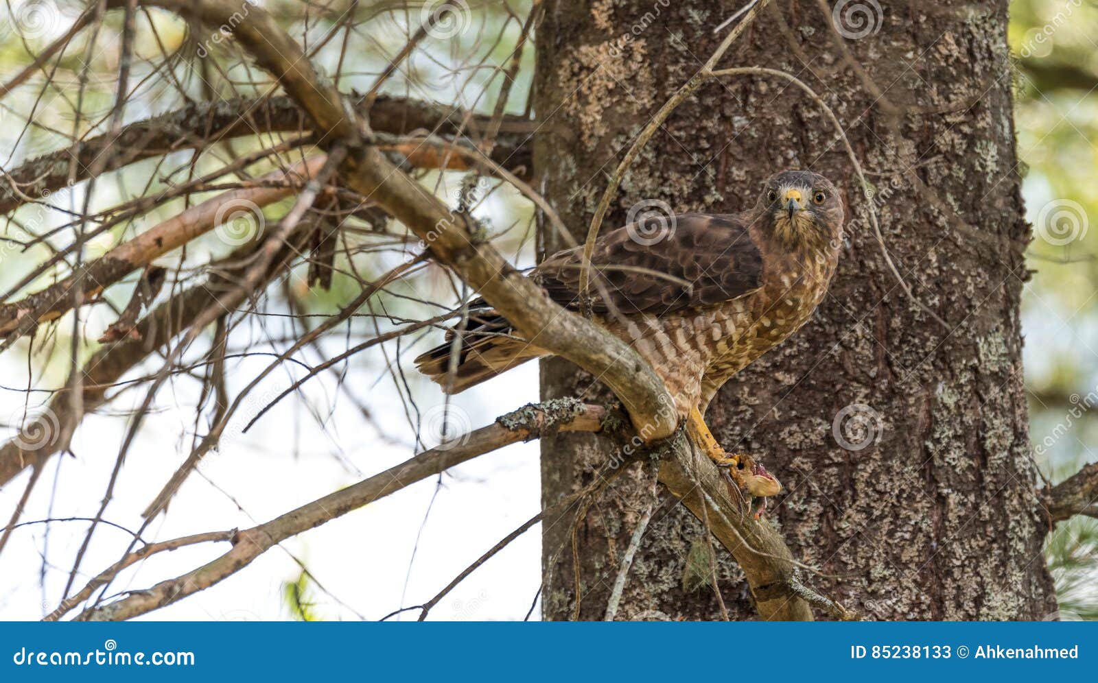 Predatory, Red-Tail Hawk Lands on Branch, Eats a Frog. Stock Image ...