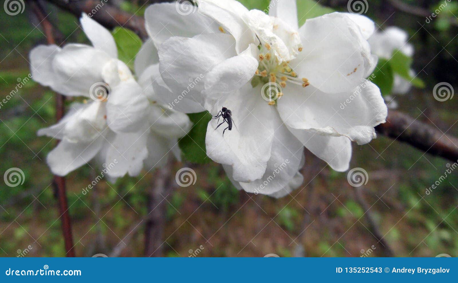 Predatory Robber Fly Asilidae, Ktyr, Robber Fly on Blossoming Spring ...