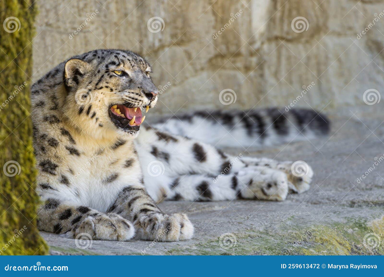 The Predatory Snow Leopard Growls and Gets Angry Stock Photo - Image of ...